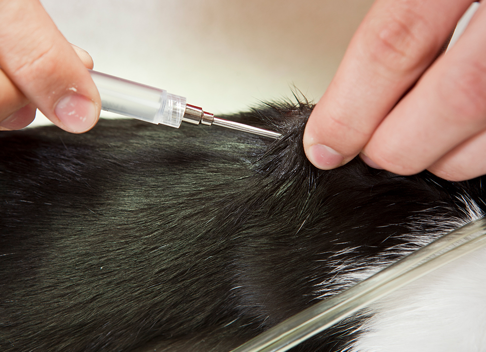 Cartrophen Injections for Arthritis - Menai Animal Hospital