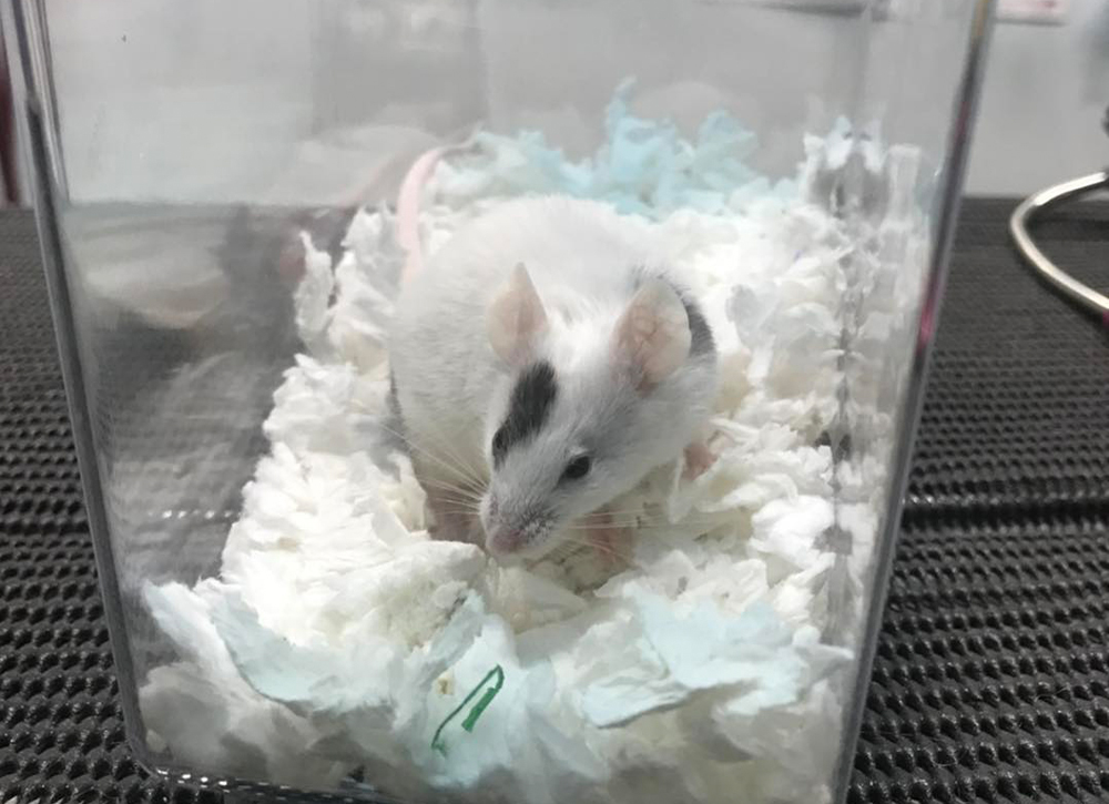 Mouse and Rat Care - Menai Animal Hospital